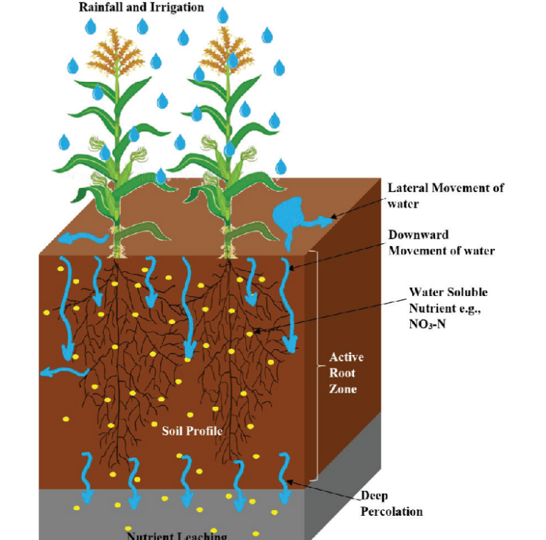 What is Soil Nutrient Leaching & How to Prevent It?