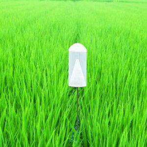 How to Combat the Rice Stem Borer: Protecting Rice Crops