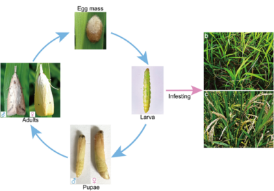 How to Combat the Rice Stem Borer: Protecting Rice Crops
