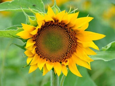 Sunflower Fertilization Program: Stages, Timing & Needs
