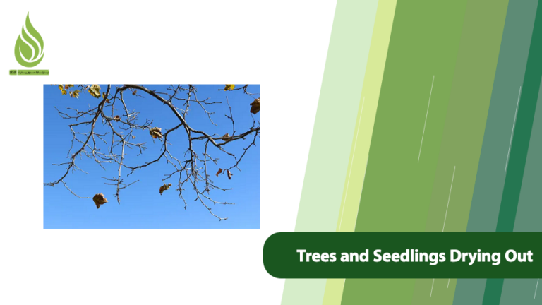 How to Prevent Trees and Seedlings from Drying Out