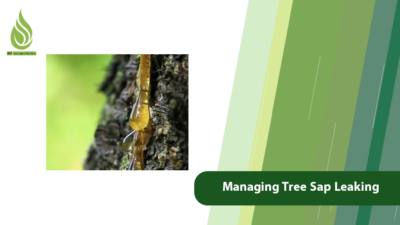 Why Does a Tree Produce Sap and How to Manage Leaking?