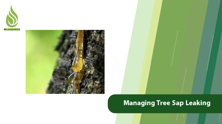Why Does a Tree Produce Sap and How to Manage Leaking?