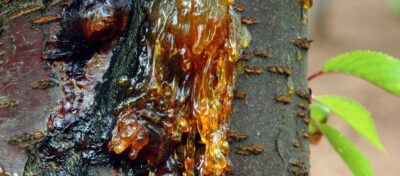 Why Does a Tree Produce Sap and How to Manage Leaking?
