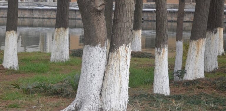 Why Does a Tree Produce Sap and How to Manage Leaking?