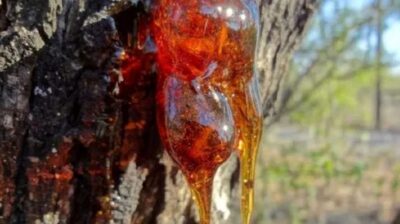 Why Does a Tree Produce Sap and How to Manage Leaking?
