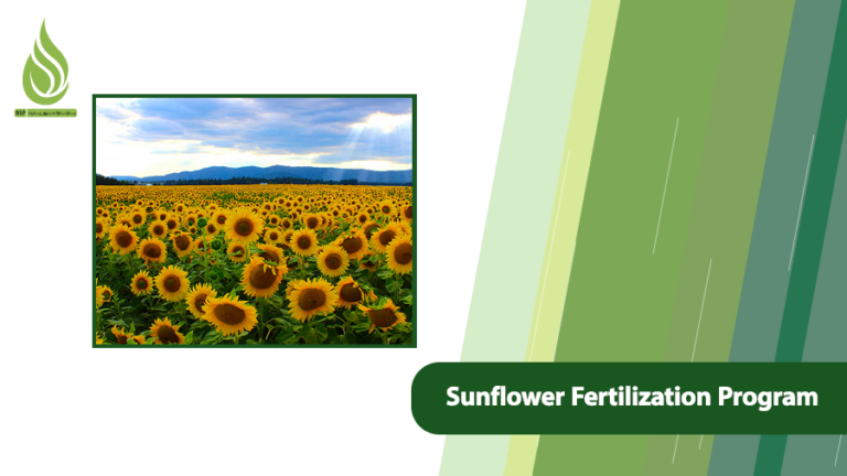Sunflower Fertilization Program: Stages, Timing & Needs