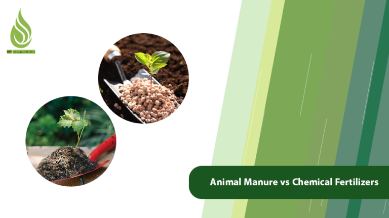 Animal Manure vs Chemical Fertilizers: Which is Better?
