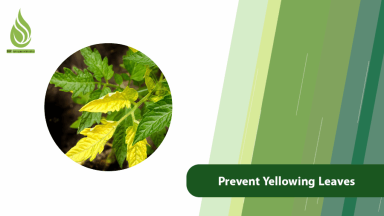 Prevent Yellowing Leaves on Your Plants with These Tips!