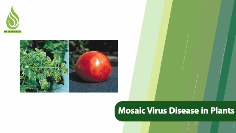 How to Control Mosaic Virus Disease in Plants Through Proper Nutrition